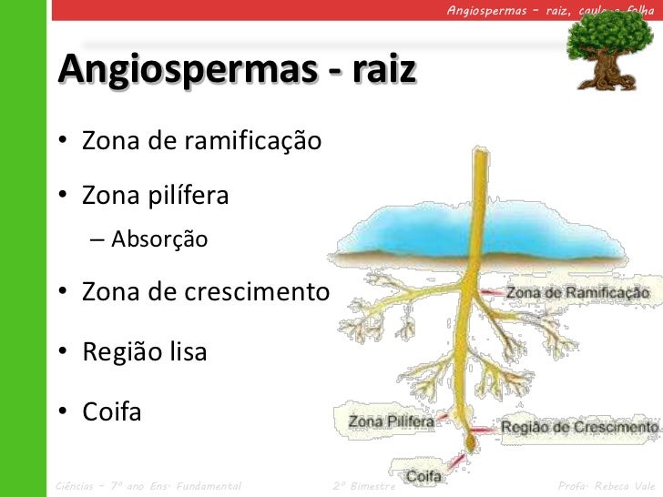 V.4 Angiospermas - raiz, caule e folha