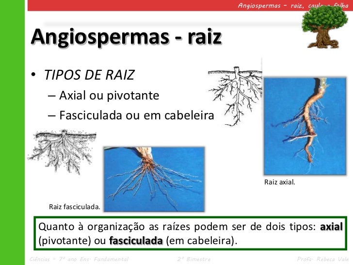 V.4 Angiospermas - raiz, caule e folha