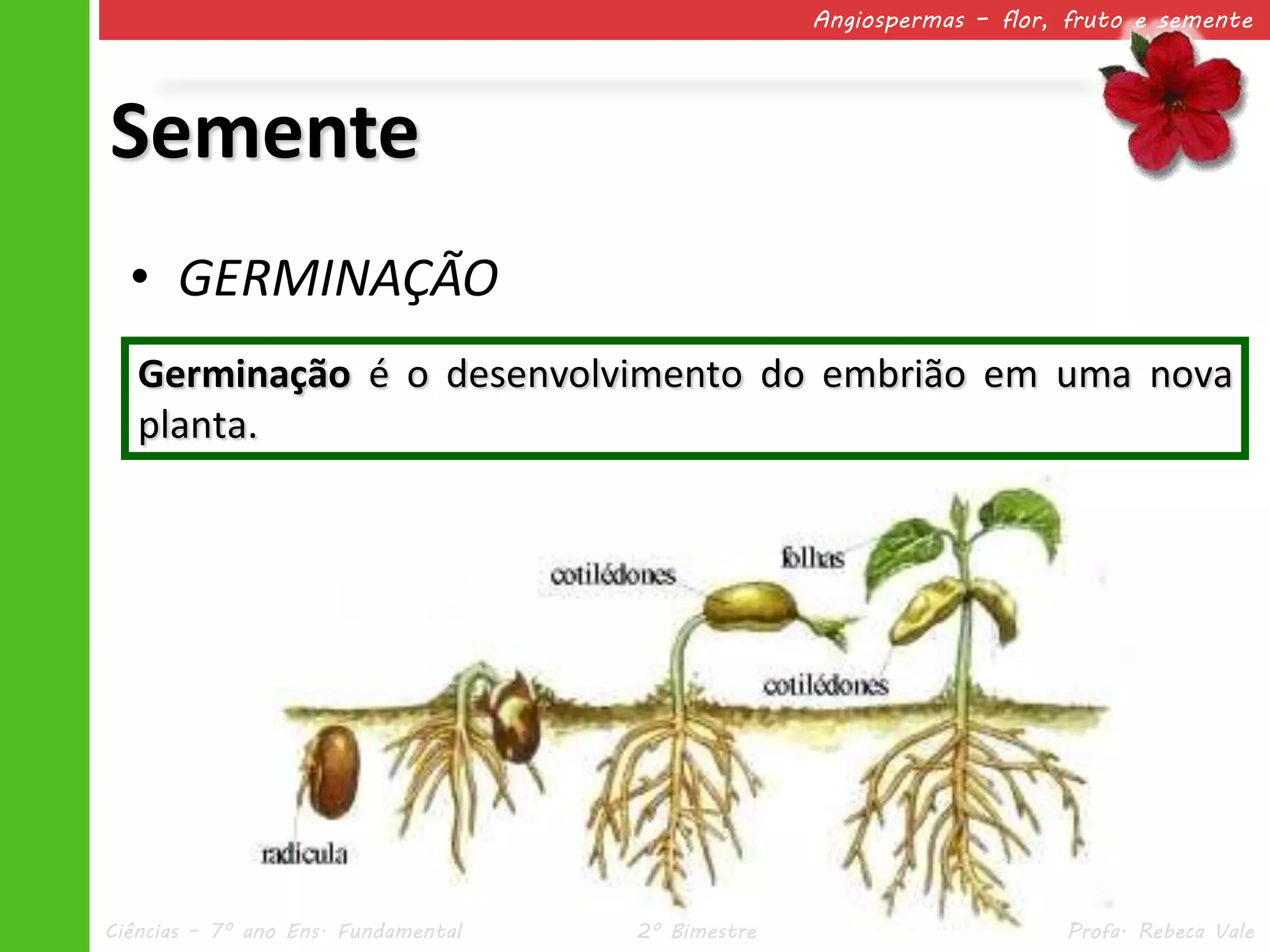 V.5 Angiospermas - flor, fruto e semente | PDF