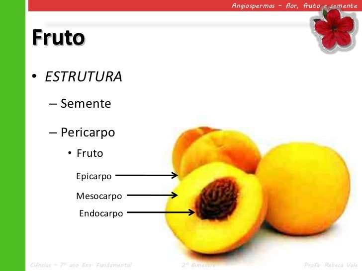 V.5 Angiospermas - flor, fruto e semente