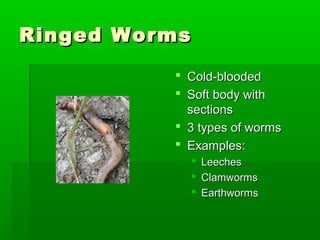 V. estes edu 653 animal kingdom | PPT