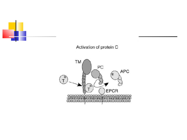 V. Hyper Coagulation State | PPT