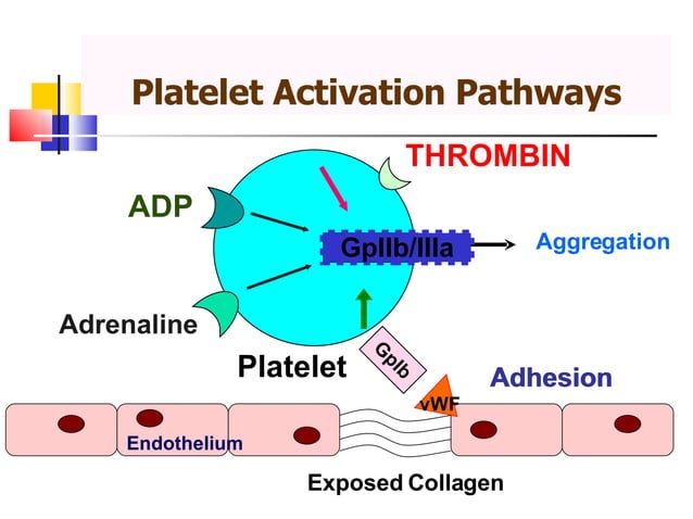 V. Hyper Coagulation State | PPT