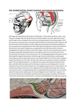 V introduction anatomy head and neck for background info | PDF