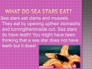Starfish | PPTX