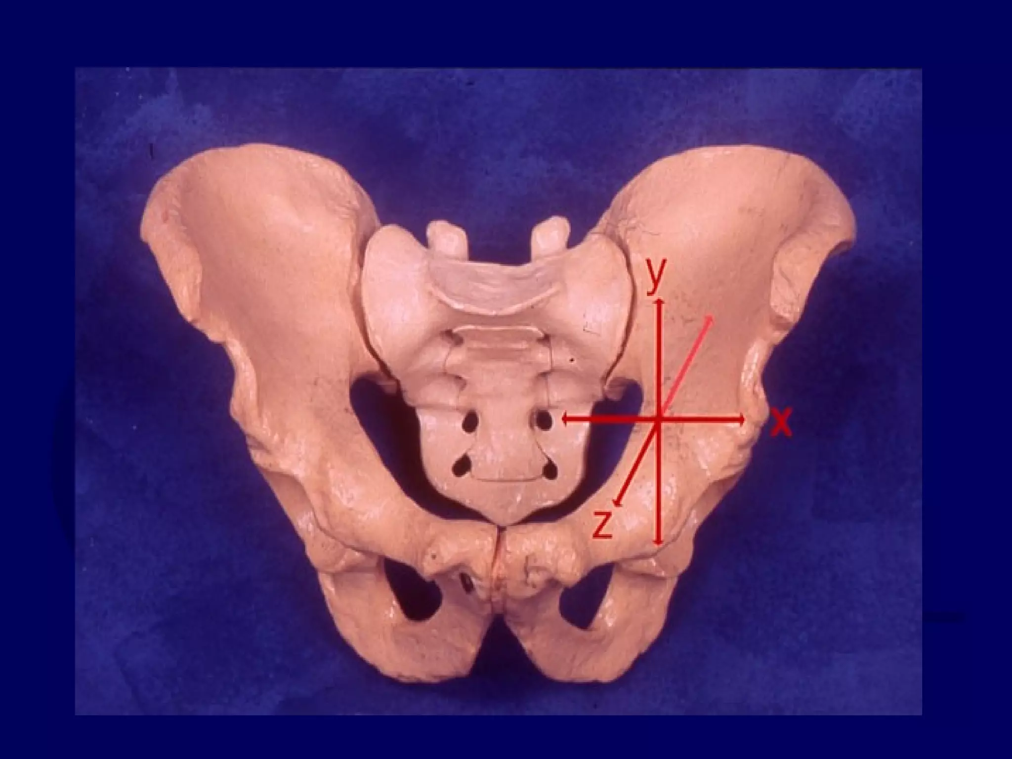 V01 anatomy class_pelvis | PPT