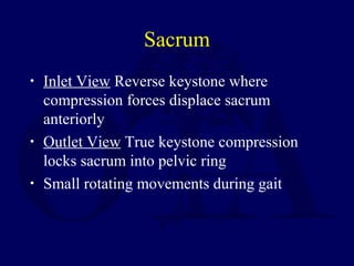 V01 anatomy class_pelvis | PPT
