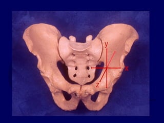 V01 anatomy class_pelvis | PPT