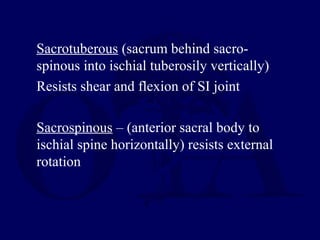 V01 anatomy class_pelvis | PPT
