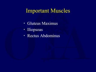 V01 anatomy class_pelvis | PPT