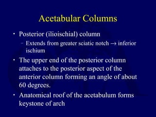 V04 anatomy class_acetab | PPT