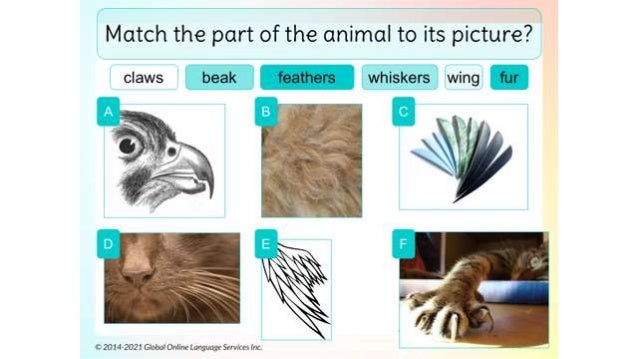 A Free ESL Lesson Plan On Animals And Pets | PPTX