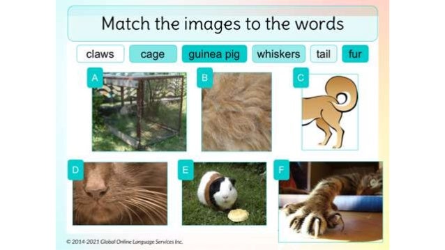 A Free ESL Lesson Plan On Animals And Pets | PPTX