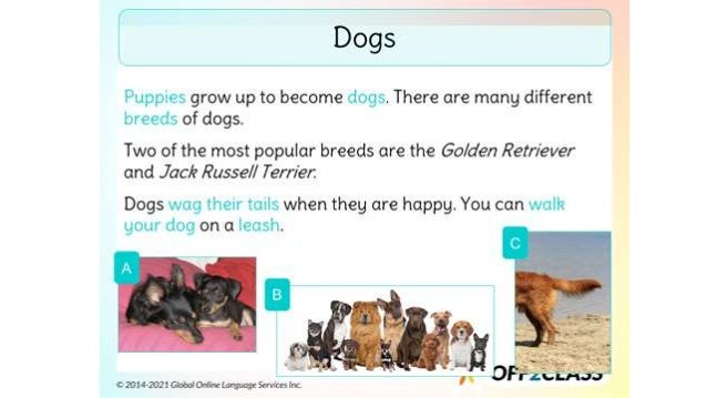 A Free ESL Lesson Plan On Animals And Pets | PPTX