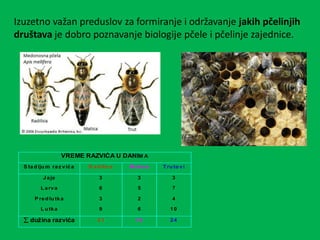 V1_2_Dinamika_razvica_pcelinje_zajednice.pdf