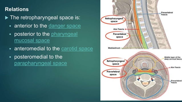 Anatomy of neck spaces | PPTX