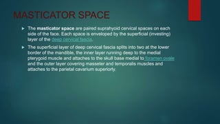 Anatomy of neck spaces | PPTX
