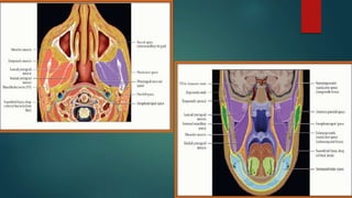 Anatomy of neck spaces | PPTX