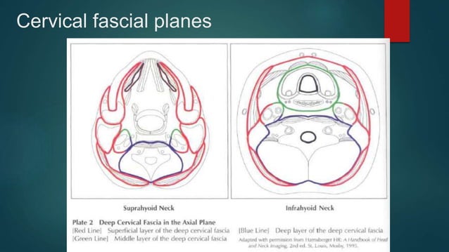 Anatomy of neck spaces | PPTX