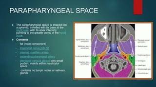 Anatomy of neck spaces | PPTX