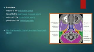 Anatomy of neck spaces | PPTX