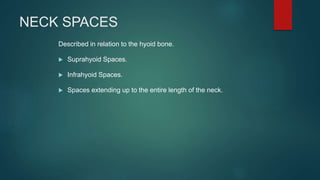 Anatomy of neck spaces | PPTX