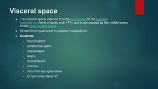Anatomy of neck spaces | PPTX