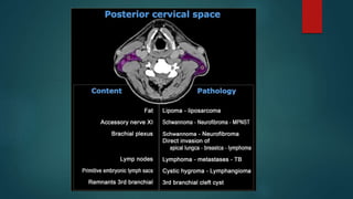 Anatomy of neck spaces | PPTX