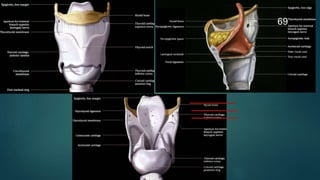 Anatomy of neck spaces | PPTX