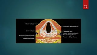 Anatomy of neck spaces | PPTX