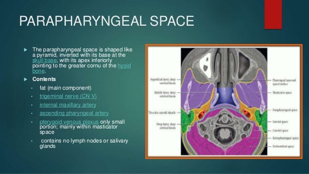 Anatomy of neck spaces