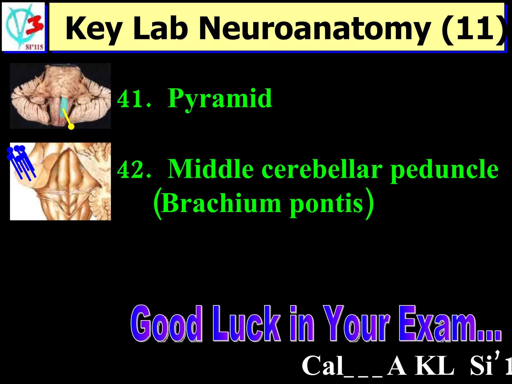 V3 Neuro Key | PPS
