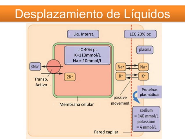 V4 b signos y síntomas, fisiopatología de los diferentes tipos de edema ...
