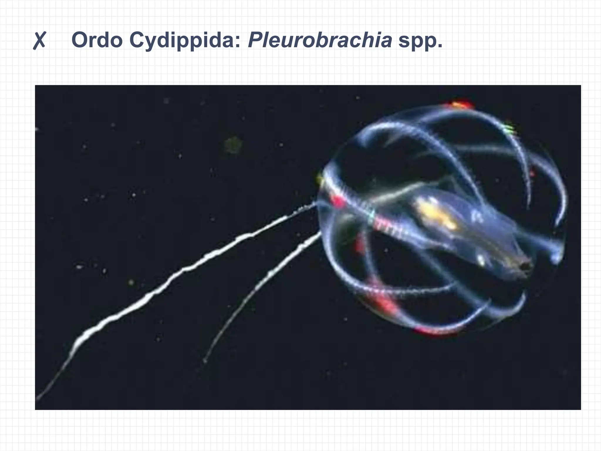 bi4512008pp8ctenophoracompressed-ctenophora.ppt