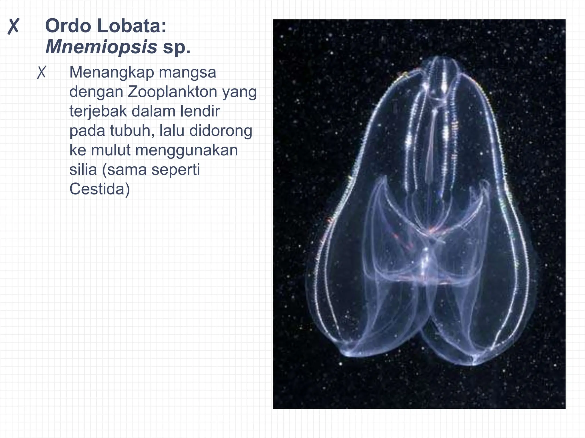 bi4512008pp8ctenophoracompressed-ctenophora.ppt