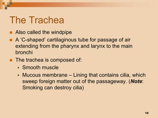 Respiratory System | PPTX