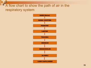 Respiratory System | PPTX