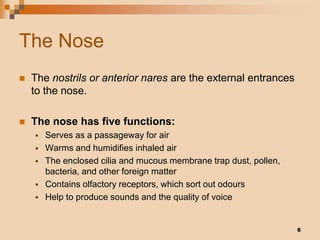 Respiratory System | PPTX