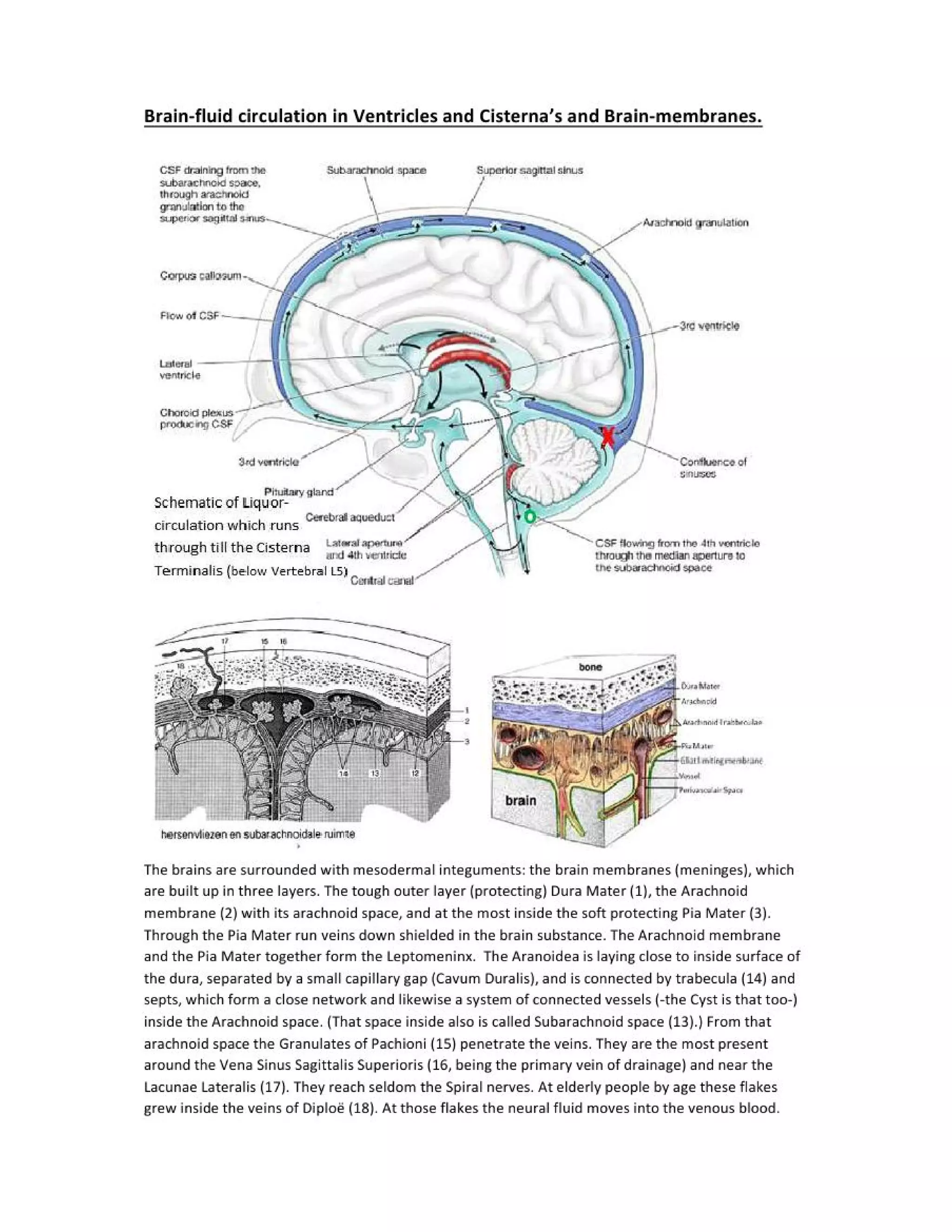 V5 introduction anatomy head and neck low res for background info | PDF