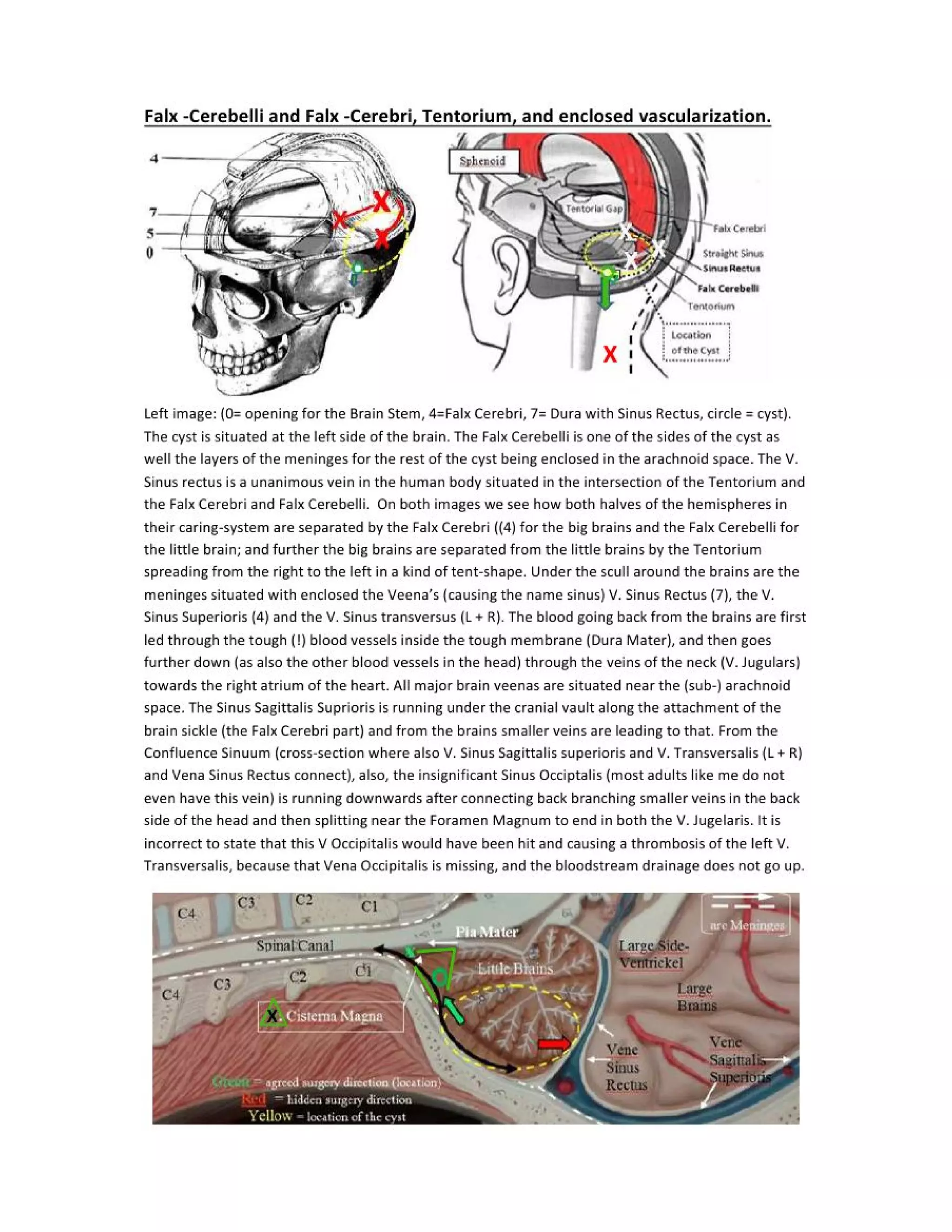 V5 introduction anatomy head and neck low res for background info | PDF