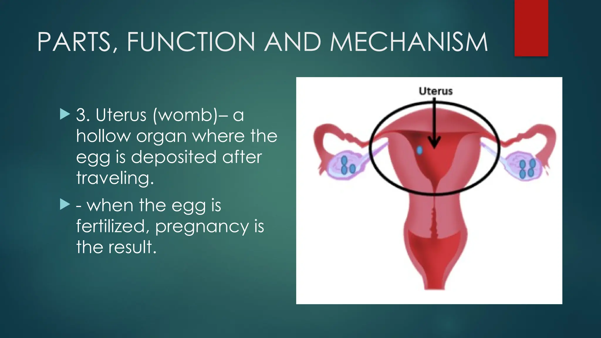 THE_REPRODUCTIVE_SYSTEM. Science gr. 10bbbbbbbbbbb | PPTX