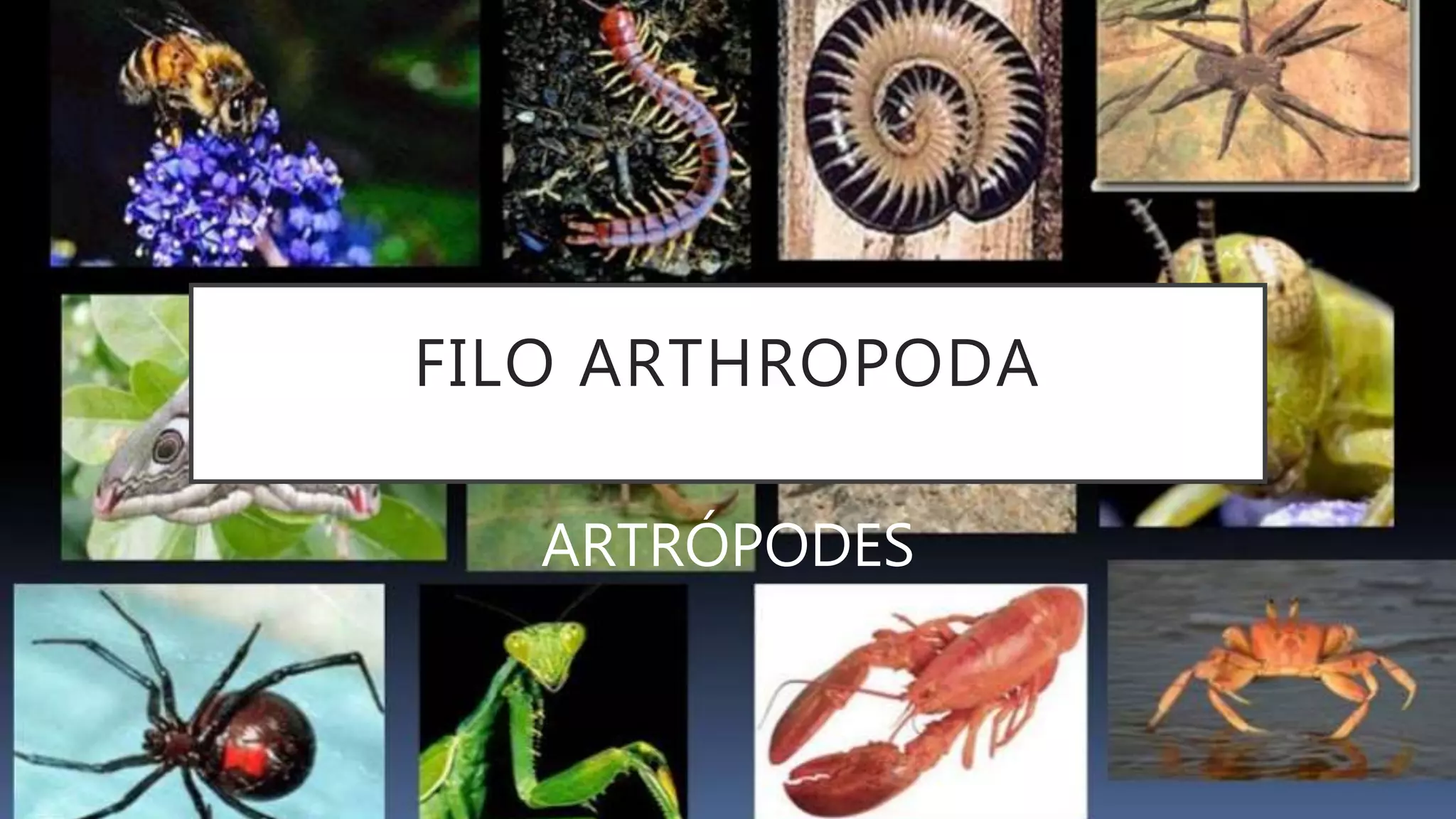 Filo Arthropoda (Artrópodes) | PPTX