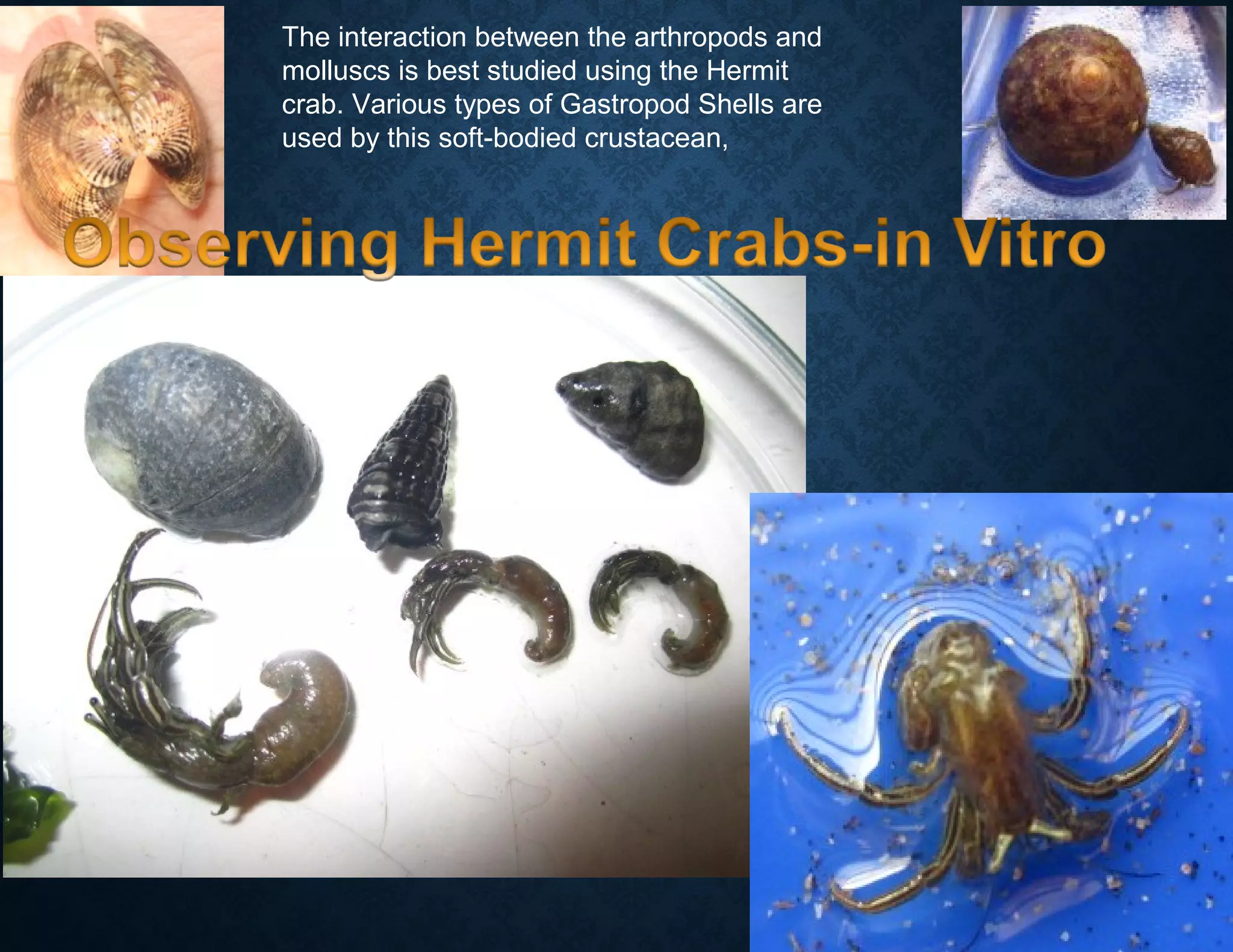 Wetlands-classification, Intertidal zone-study in flora and Fauna | PPT
