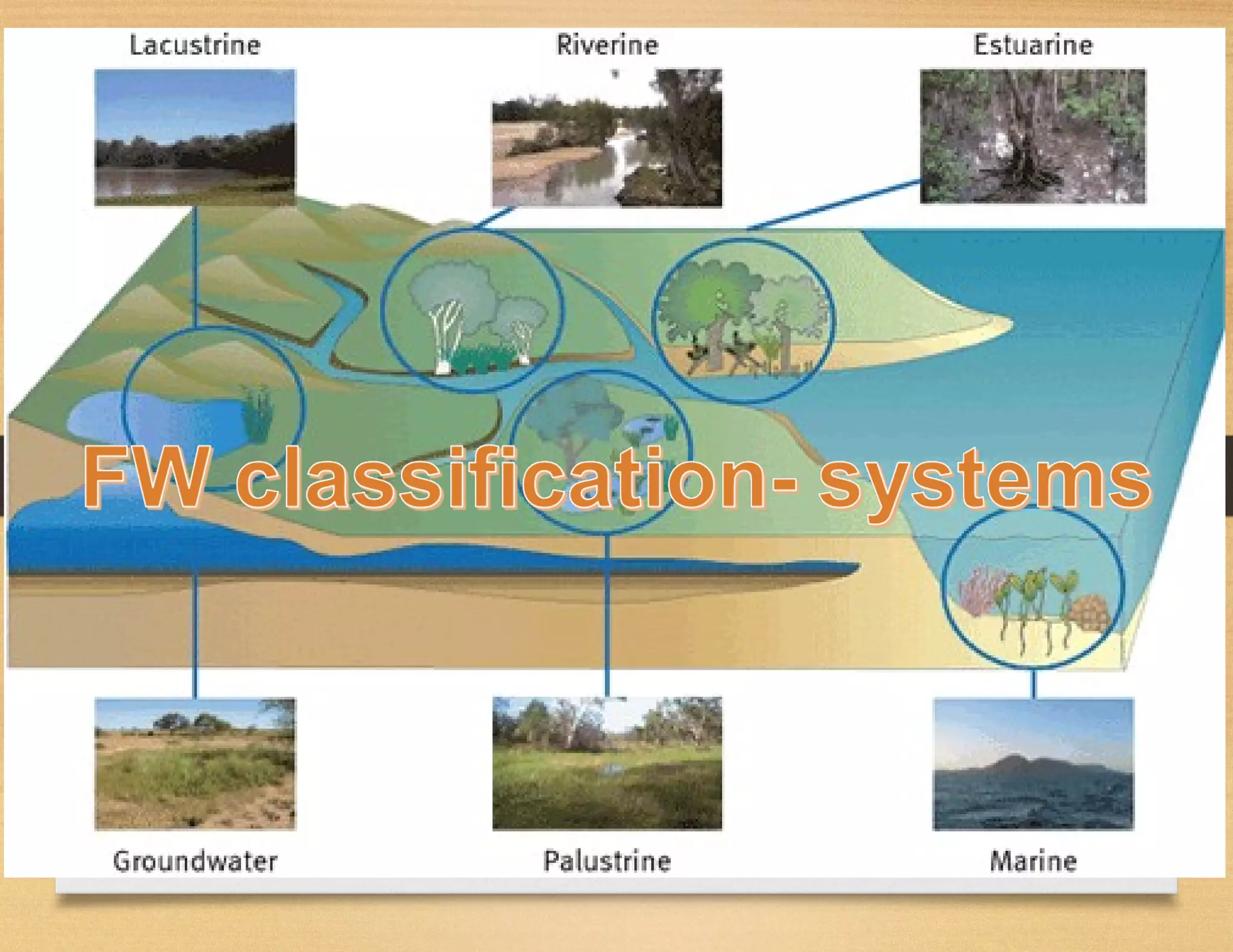Wetlands-classification, Intertidal zone-study in flora and Fauna | PPT