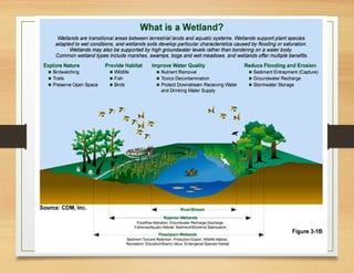 Wetlands-classification, Intertidal zone-study in flora and Fauna | PPT