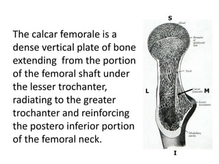 Intracapsular femoral neck fractures anatomy and biomechanics | PPTX