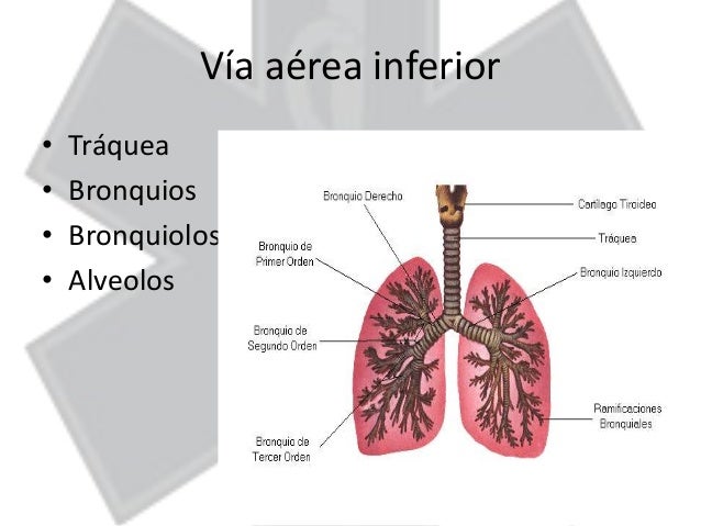Vía aérea y ventilación phtls