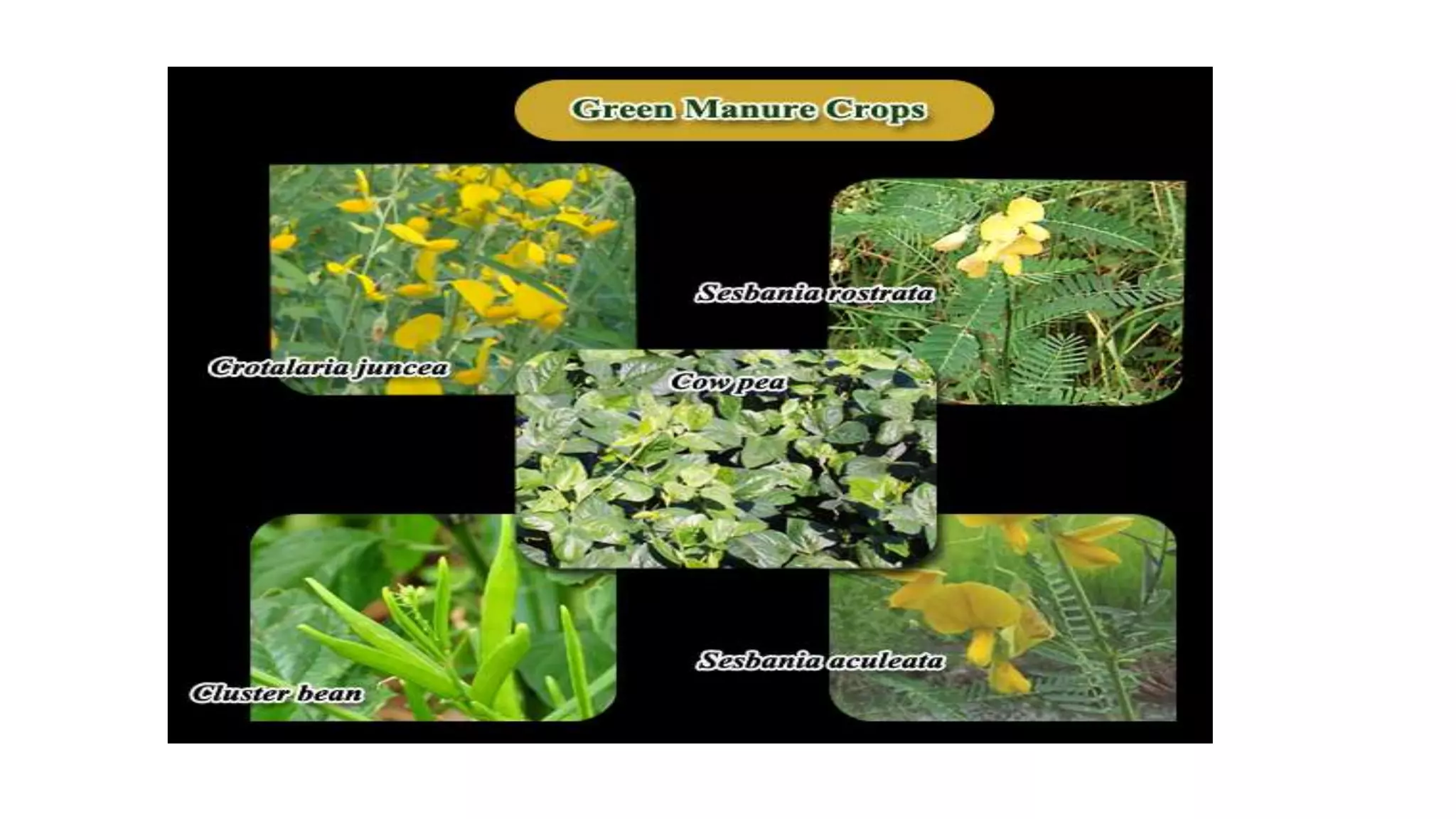 A.Vasanth , donbosco college of agriculture ROLE OF GREEN MANURE AND ...