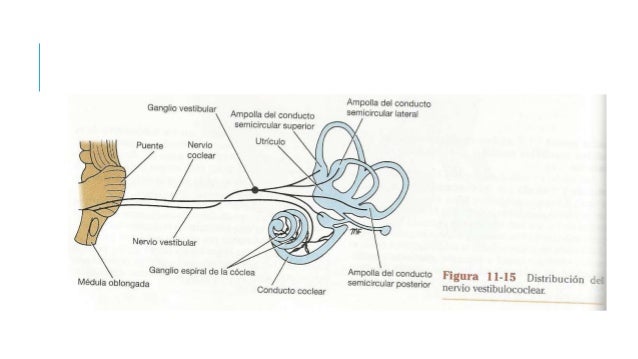 Vía auditiva (Nervio Coclear)