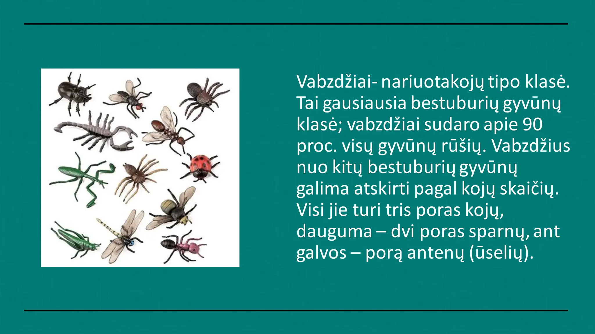Vabzdžių pristatymas. Kas yra vabzdžiai? ? | PDF
